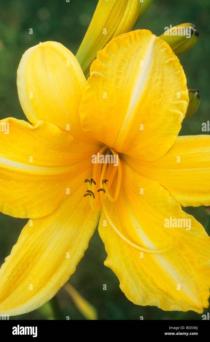 Hemerocallis 'Cartwheels, yellow flower flowers garden plant plants day ...