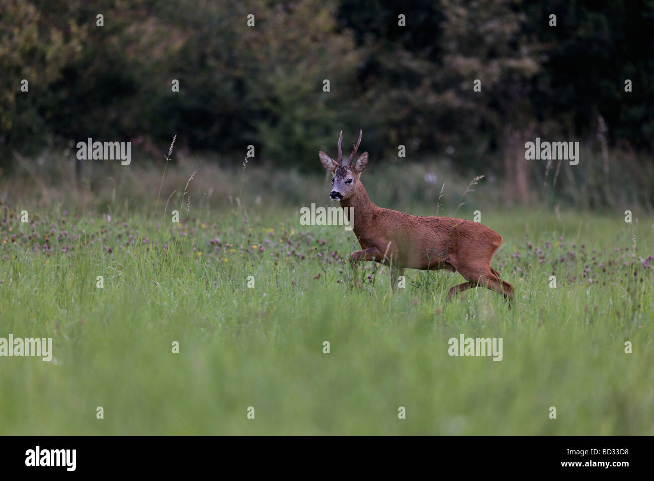 Chevreuil france hi-res stock photography and images - Alamy