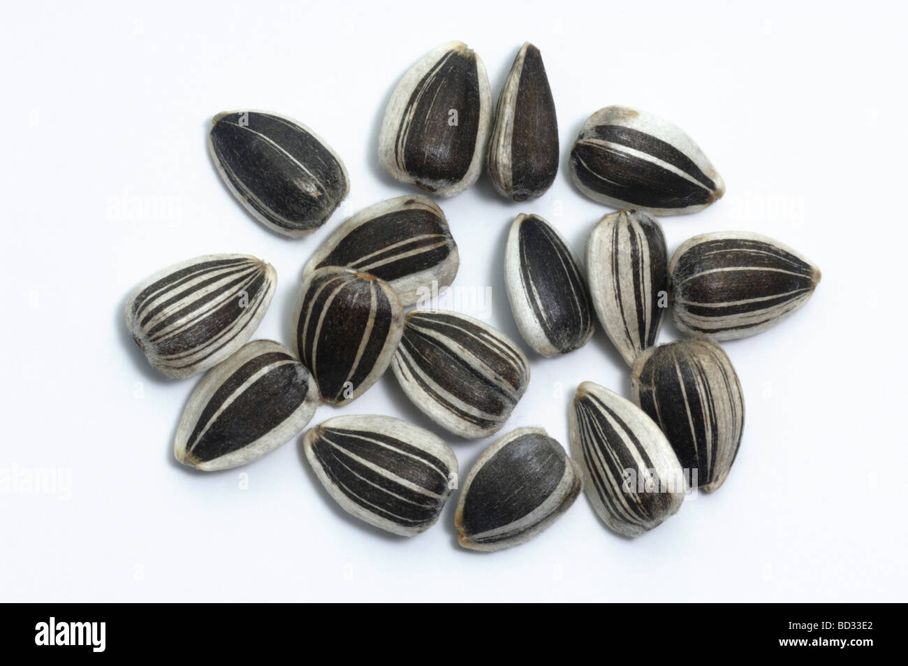Sunflower (Helianthus annuus), seeds, studio picture Stock Photo - Alamy