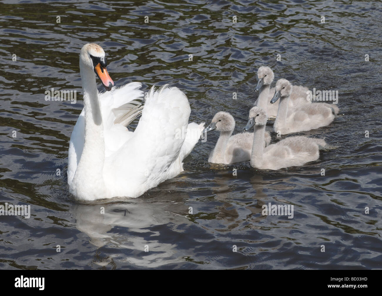 Parenting swans hi-res stock photography and images - Alamy