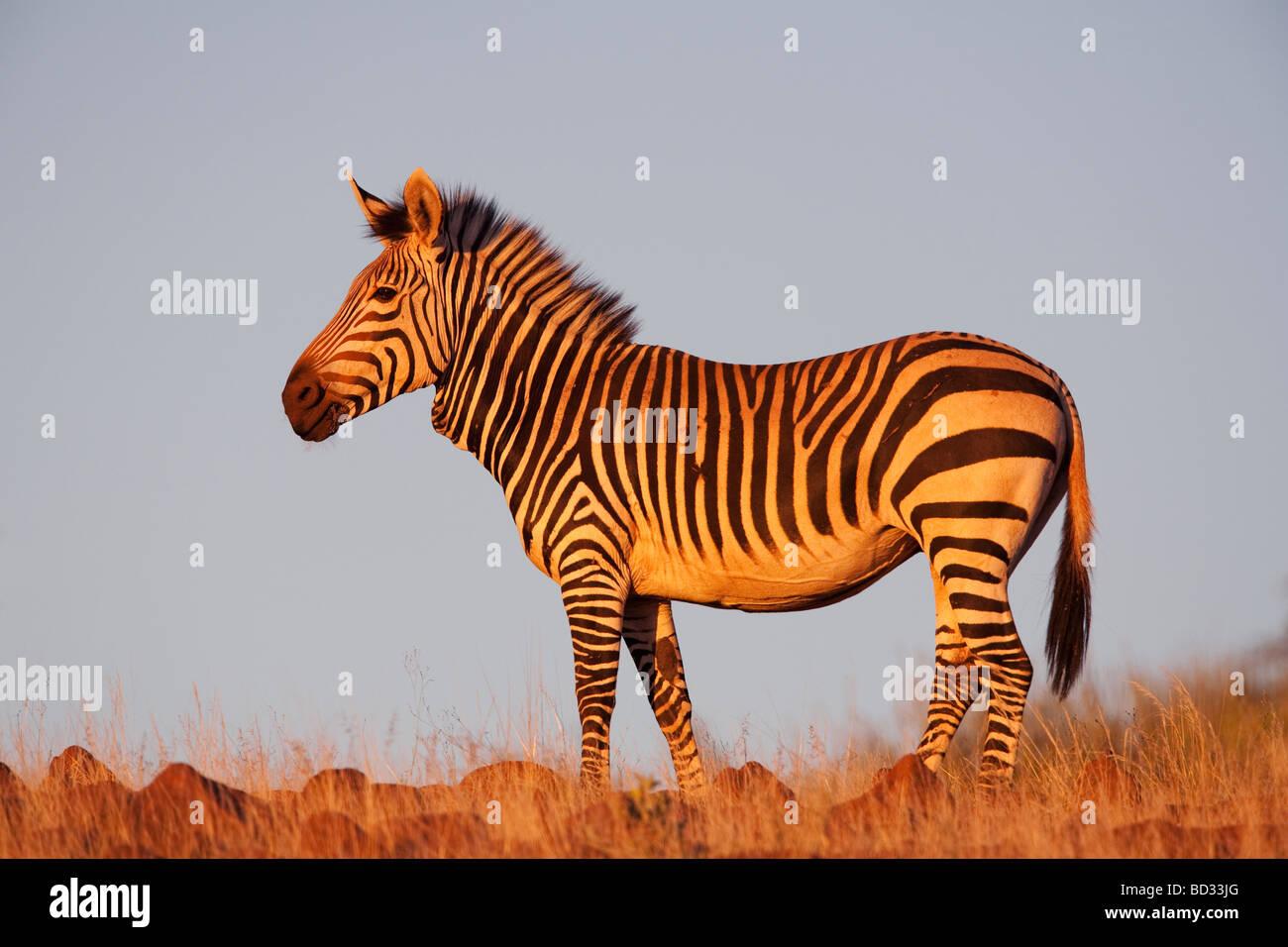 Hartmanns mountain zebra hi-res stock photography and images - Alamy