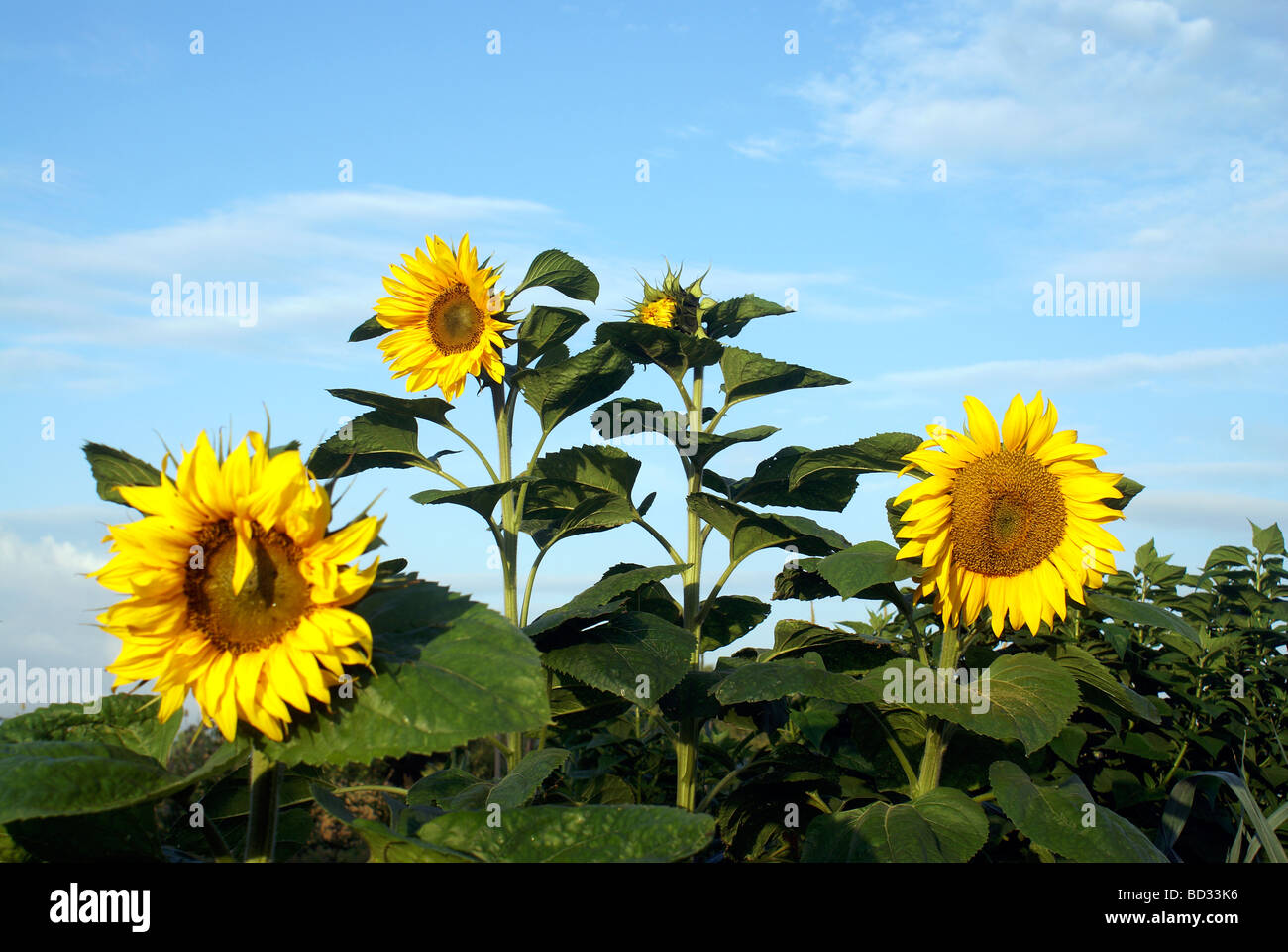 Sunflower Sunflowers blue sky skies Stock Photo - Alamy