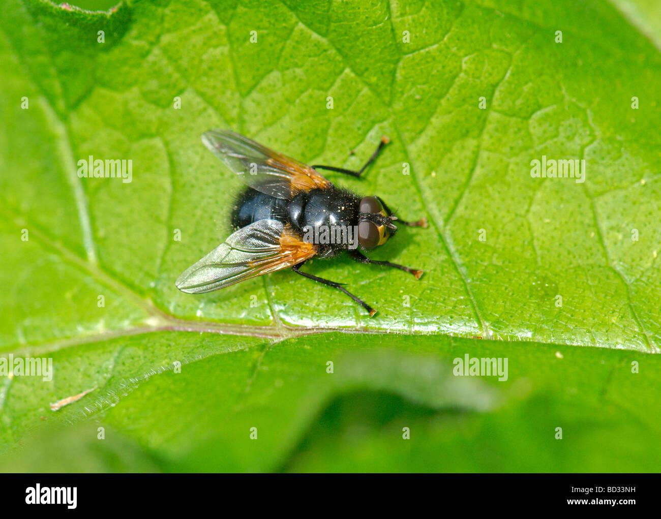 Noon fly (Mesembrina meridiana Stock Photo - Alamy