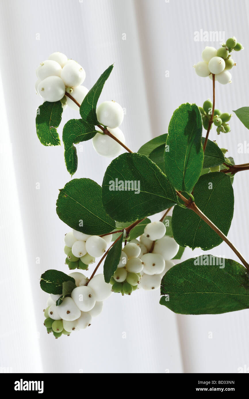 Common snowberries hi-res stock photography and images - Alamy