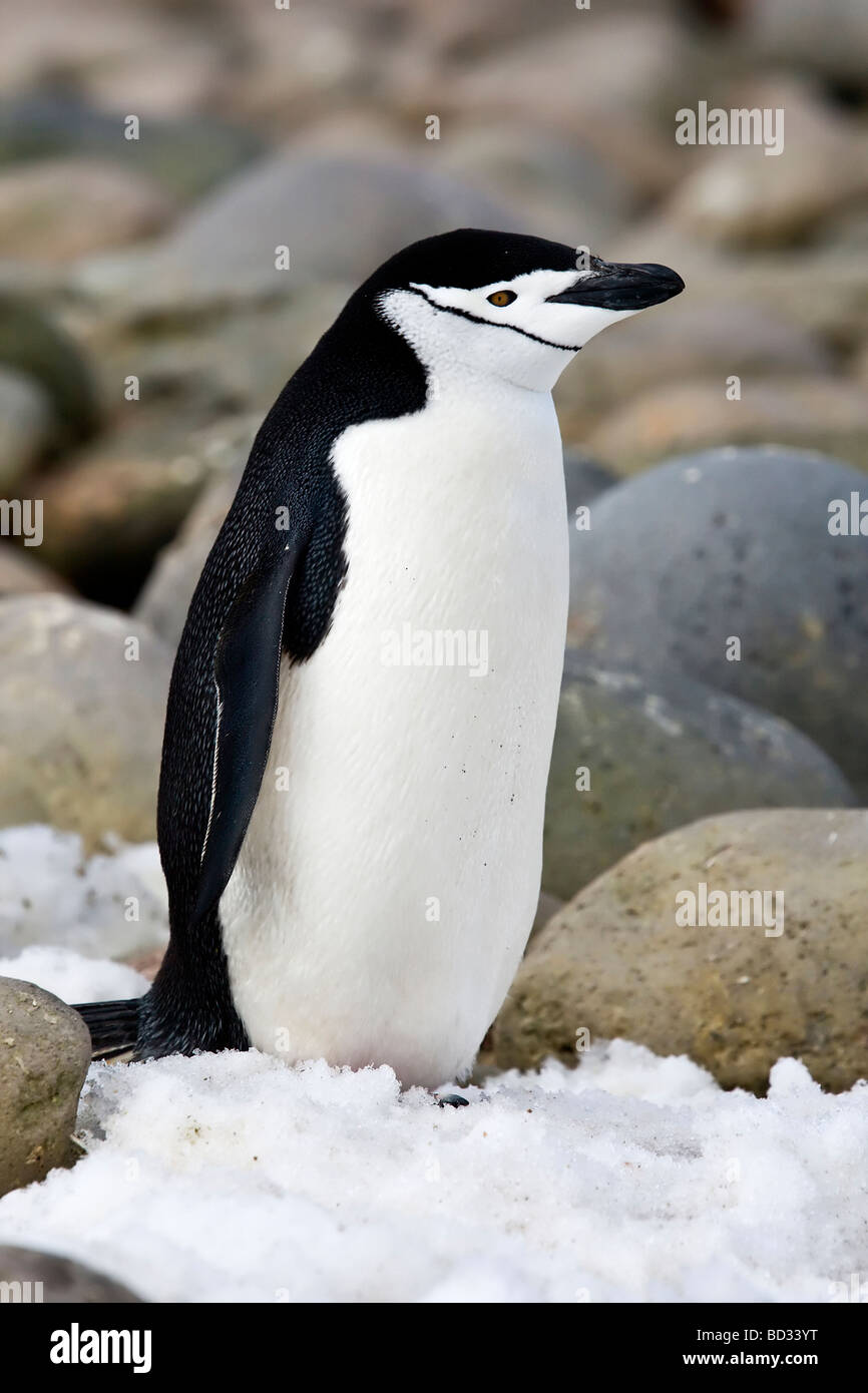 Chinstrap Penguin, Zavodovski Island, South Sandwich Islands Stock ...
