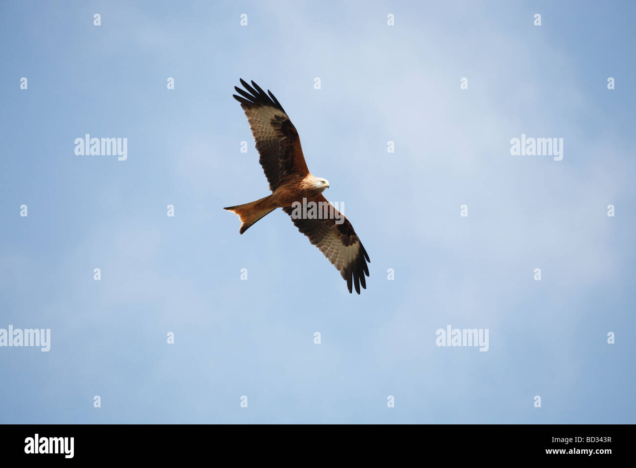 Red kite harewood hi-res stock photography and images - Alamy