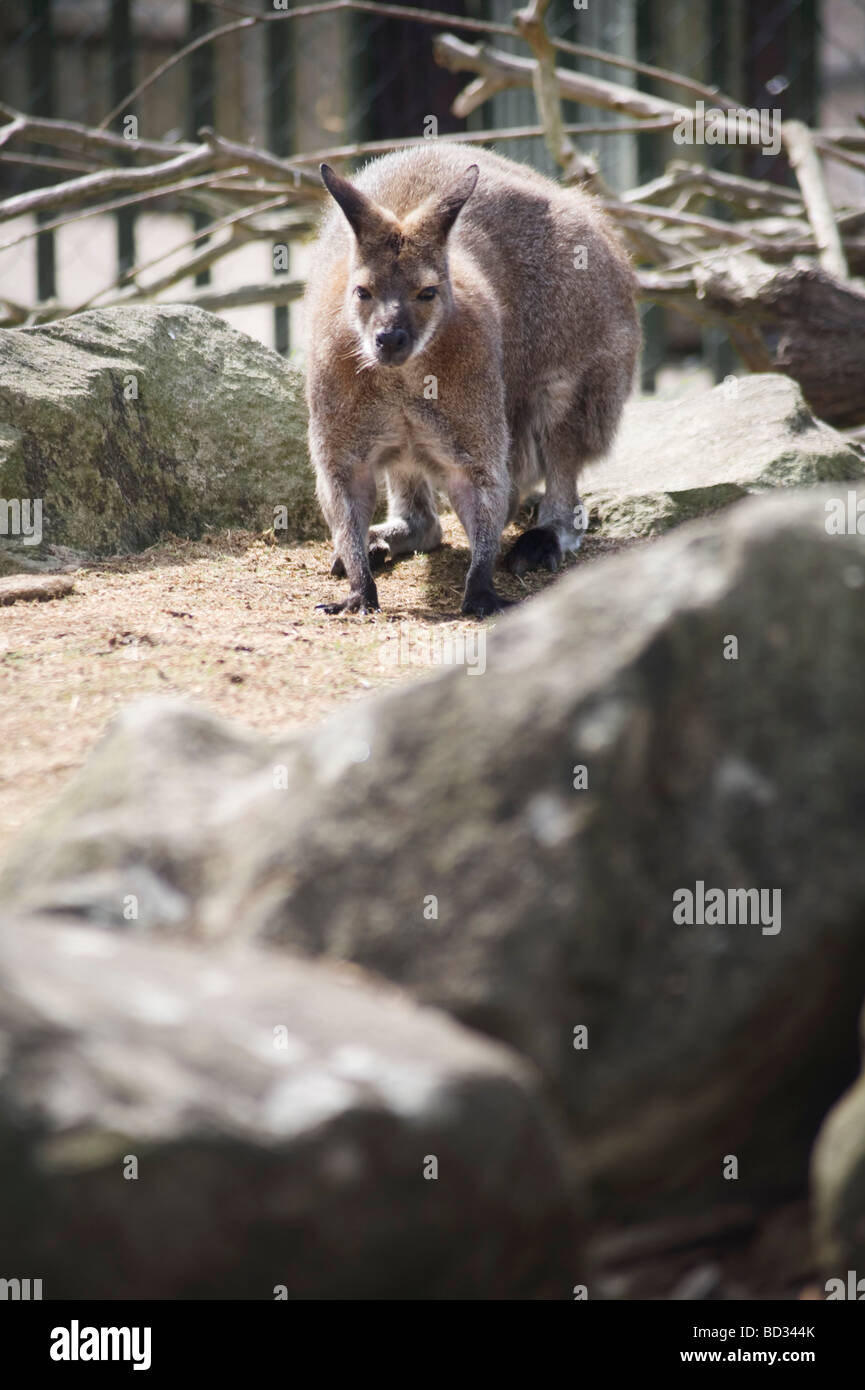 Front view Wallaby - Paradise Wildlife Park Stock Photo - Alamy