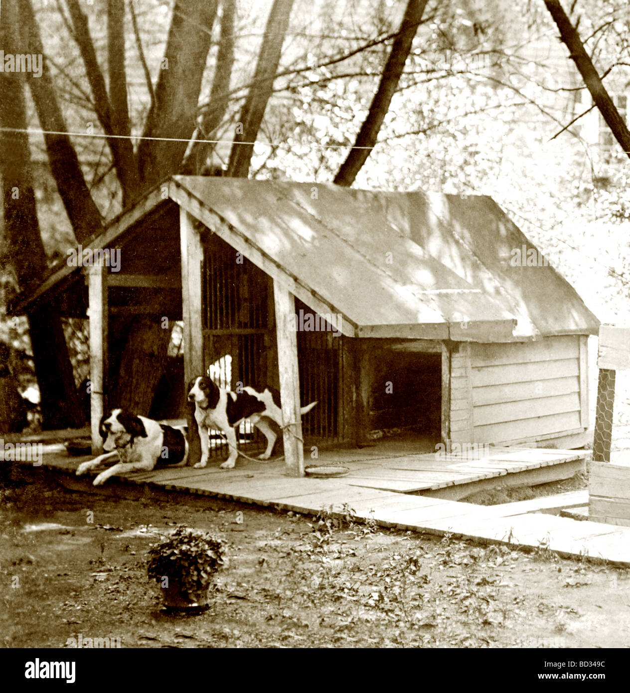 Two Hunting Dogs at Spacious Doghouse Stock Photo - Alamy