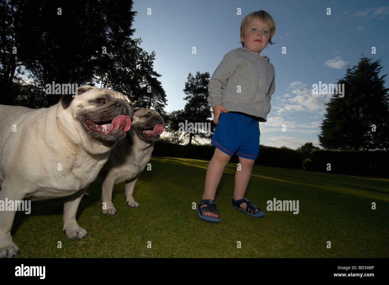 Boy plays with dogs hi-res stock photography and images - Alamy