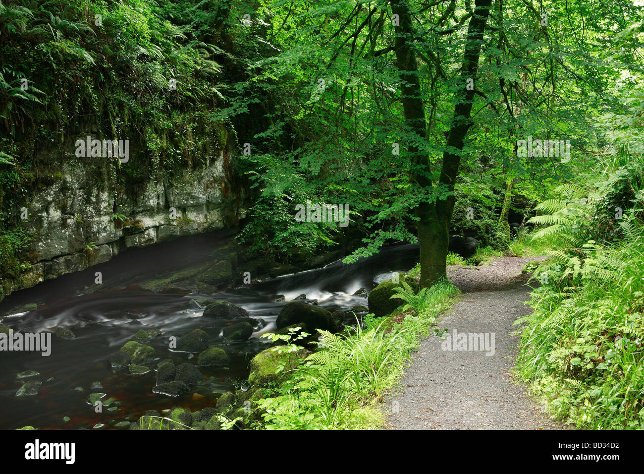 Riverside path in forest Stock Photo - Alamy