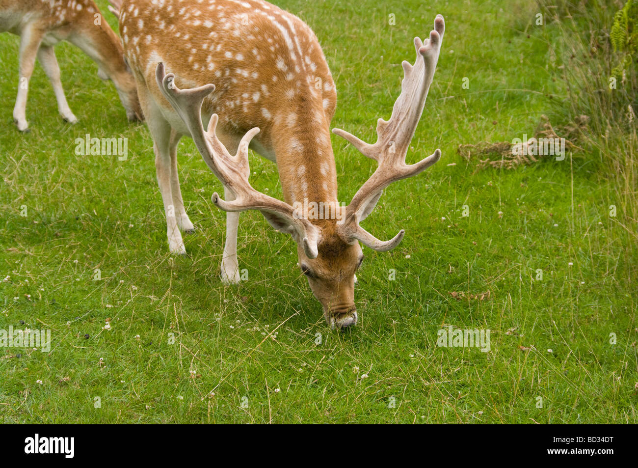 Buck Fallow Deer Grazing Stock Photo - Alamy