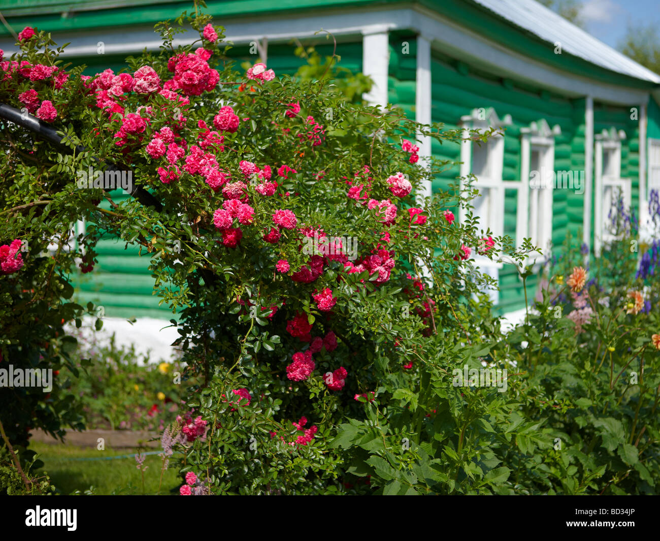 Climbing Roses growing in front of a wooden country house. Russia Stock ...