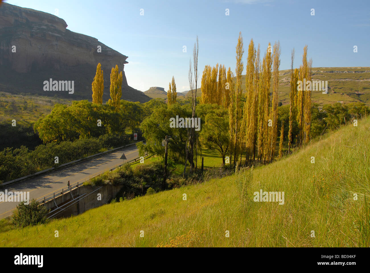 Golden English Poplar trees in autumn colours at Golden Gate National ...