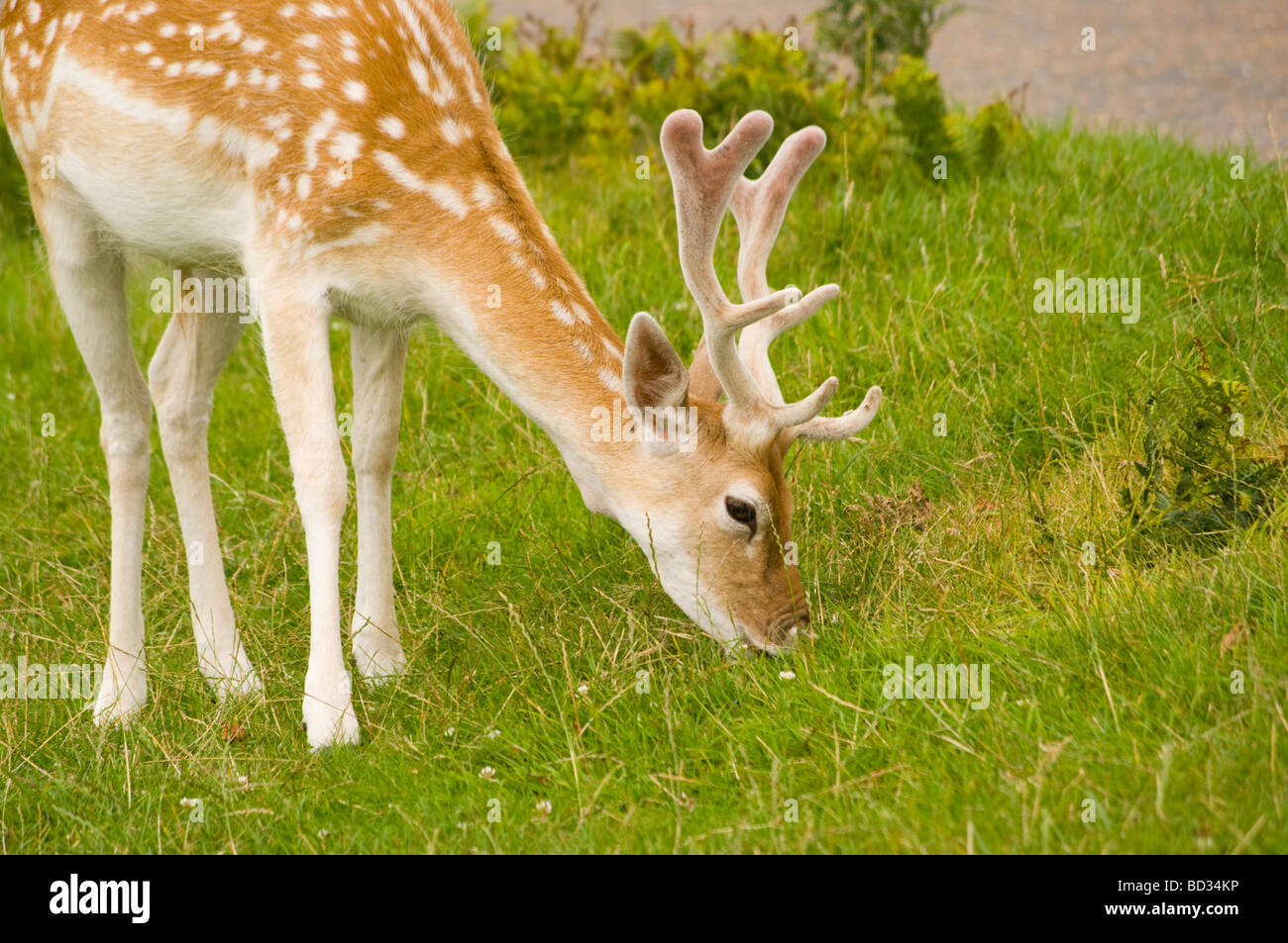A Buck Fallow Deer Grazing Stock Photo - Alamy