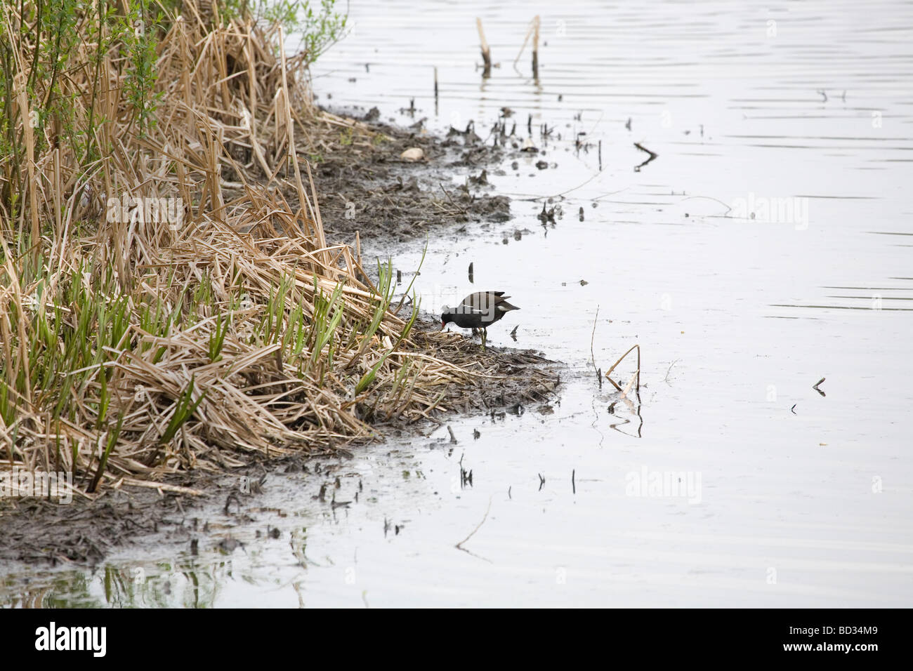 Moorhen Fairburn Ings RSPB Nature Reserve Castleford West Yorkshire UK ...