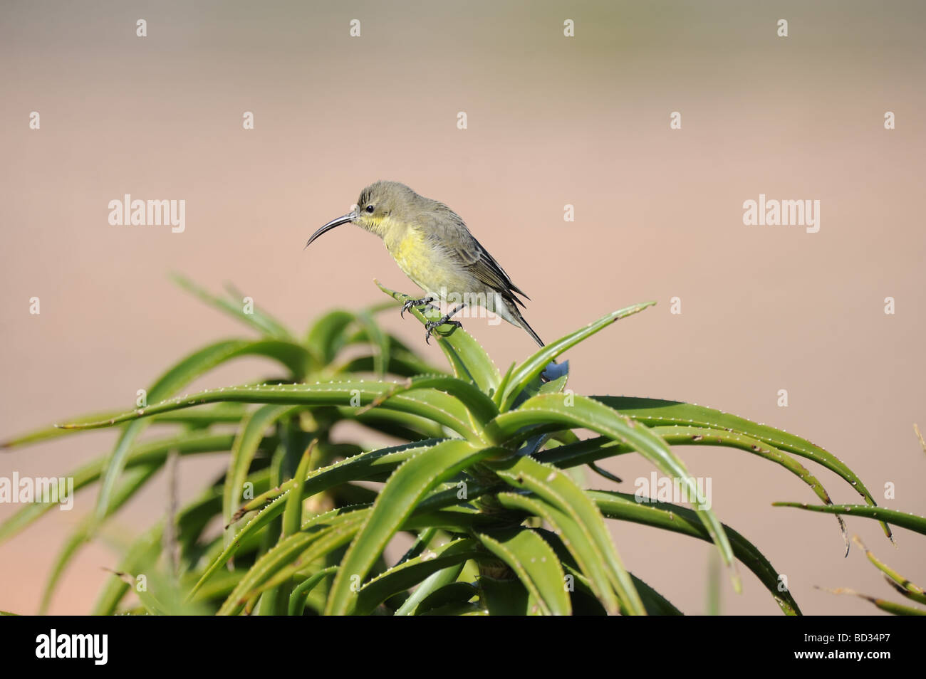 Female malachite sunbird hi-res stock photography and images - Alamy