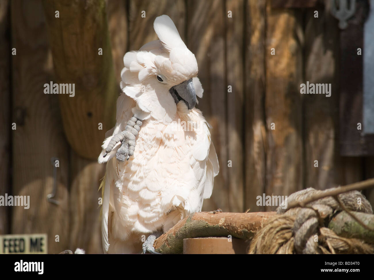 Preening cockatoo hi-res stock photography and images - Alamy