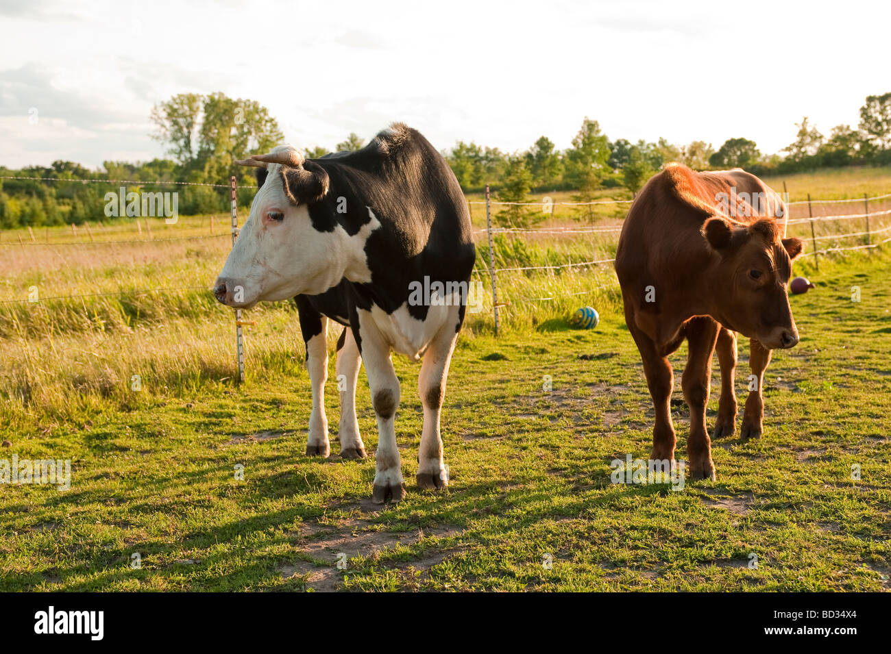 Cow steer hi-res stock photography and images - Alamy