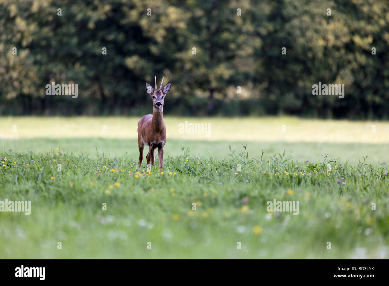 Chevreuil hi-res stock photography and images - Alamy