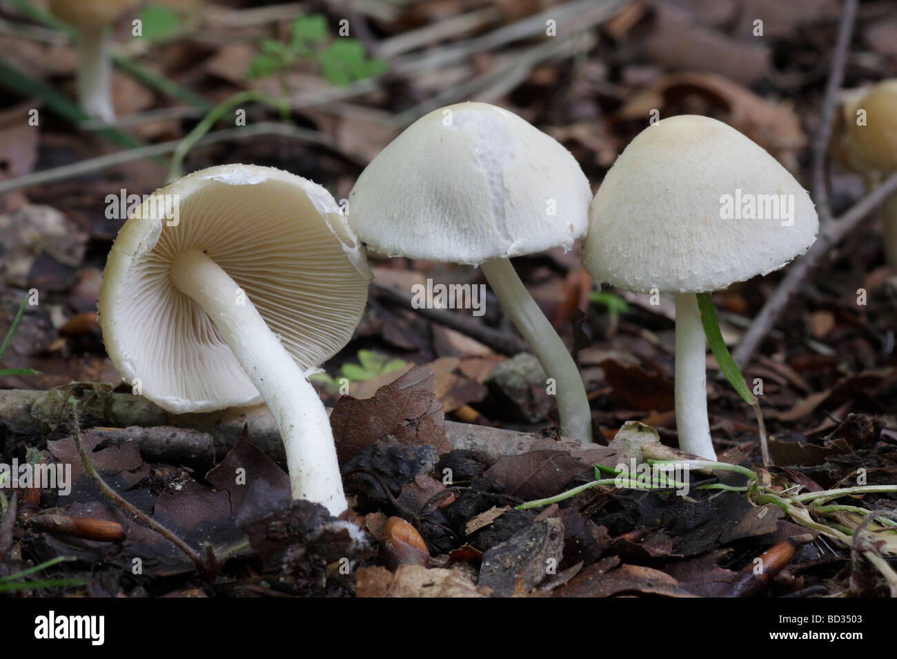 Pale Brittlestem - Psathyrella candolleana Stock Photo - Alamy