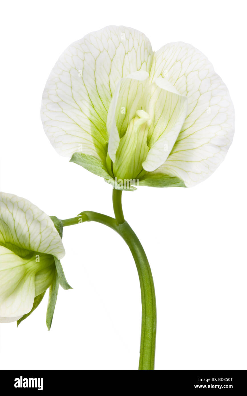 Vegetable pea flower hi-res stock photography and images - Alamy