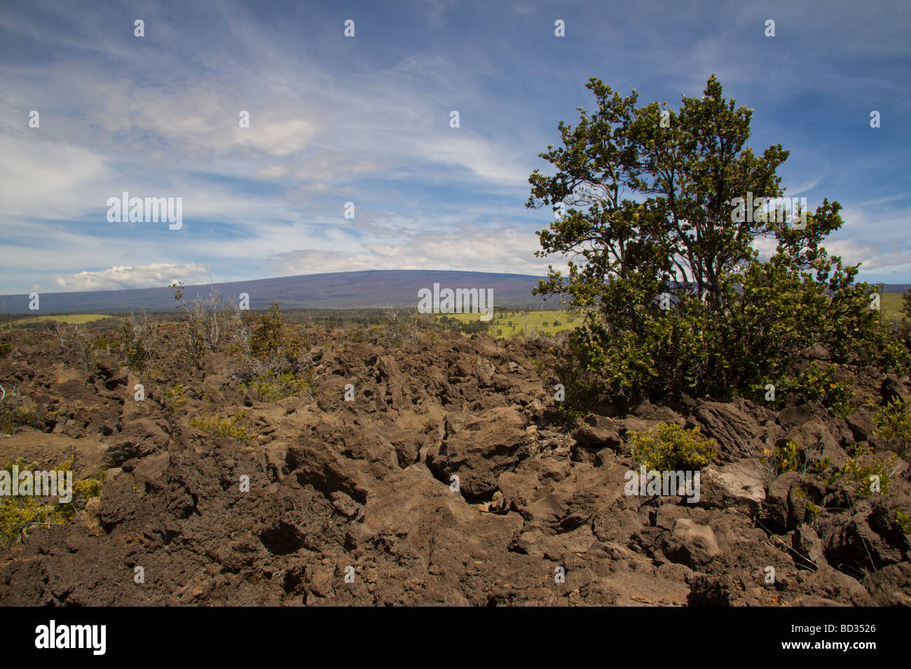 Mauna Loa in the distance beyond a landscape of lava rock and trees ...