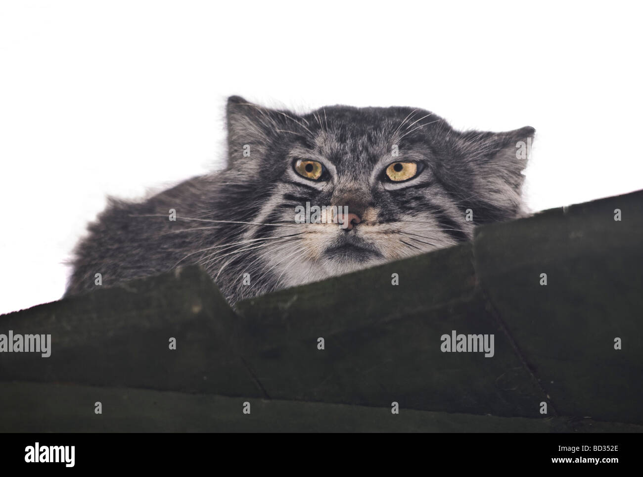 Pallas cat hi-res stock photography and images - Alamy