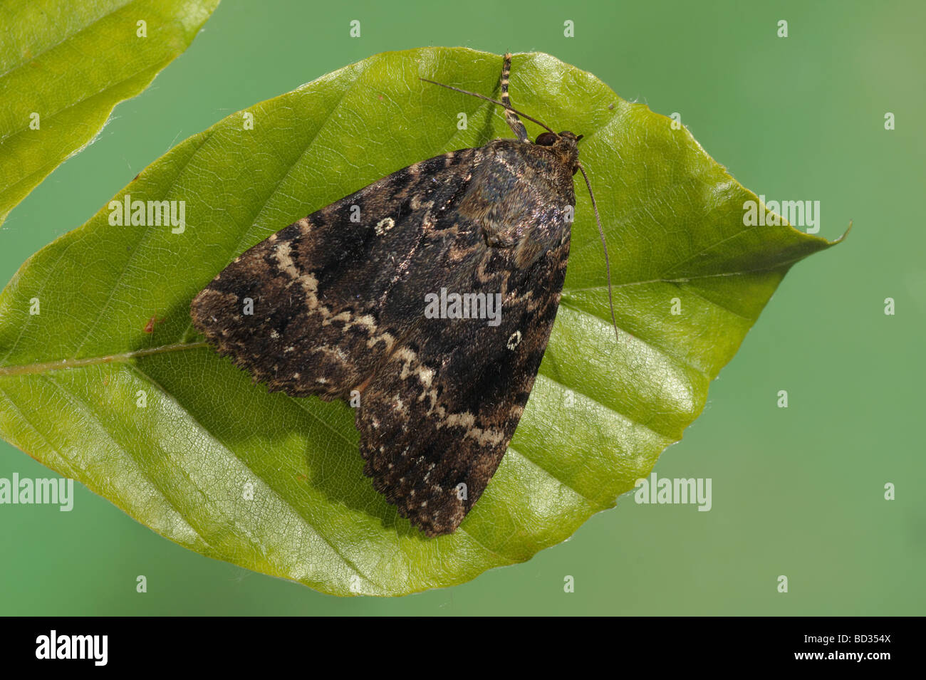 Copper Underwing - Amphipyra pyramidea Stock Photo - Alamy