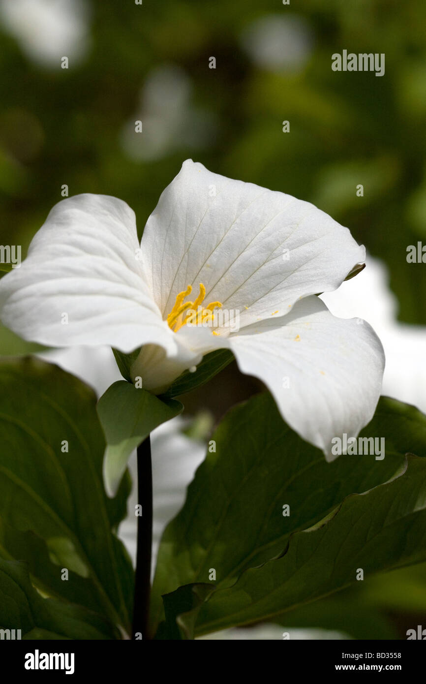 Trillium flowering plants growing wild on the forest floor in Upper ...