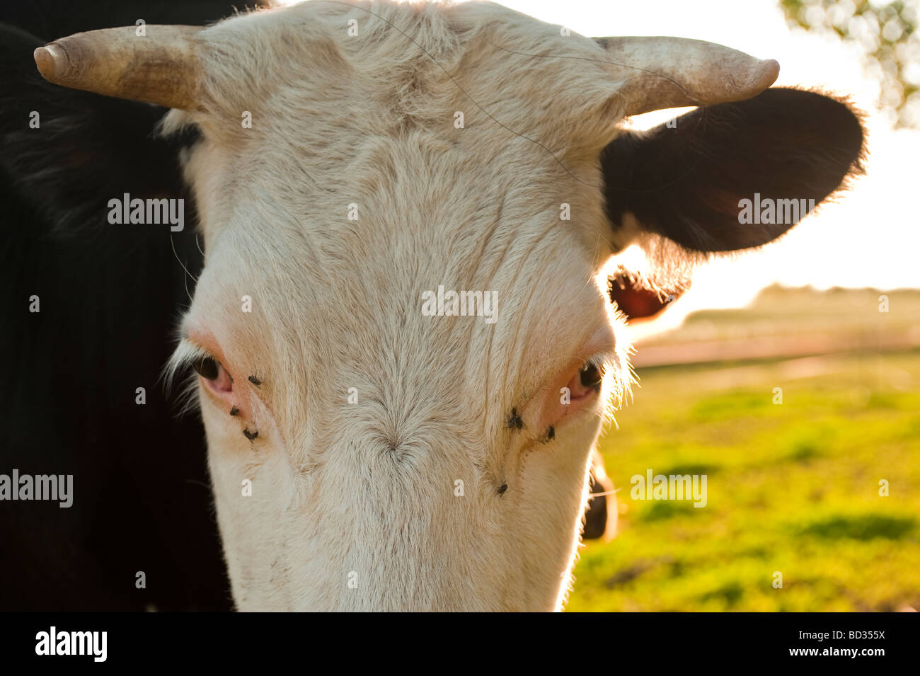 TIGHT SHOT OF HEAD OF HEIFER IN PASTURE Stock Photo - Alamy