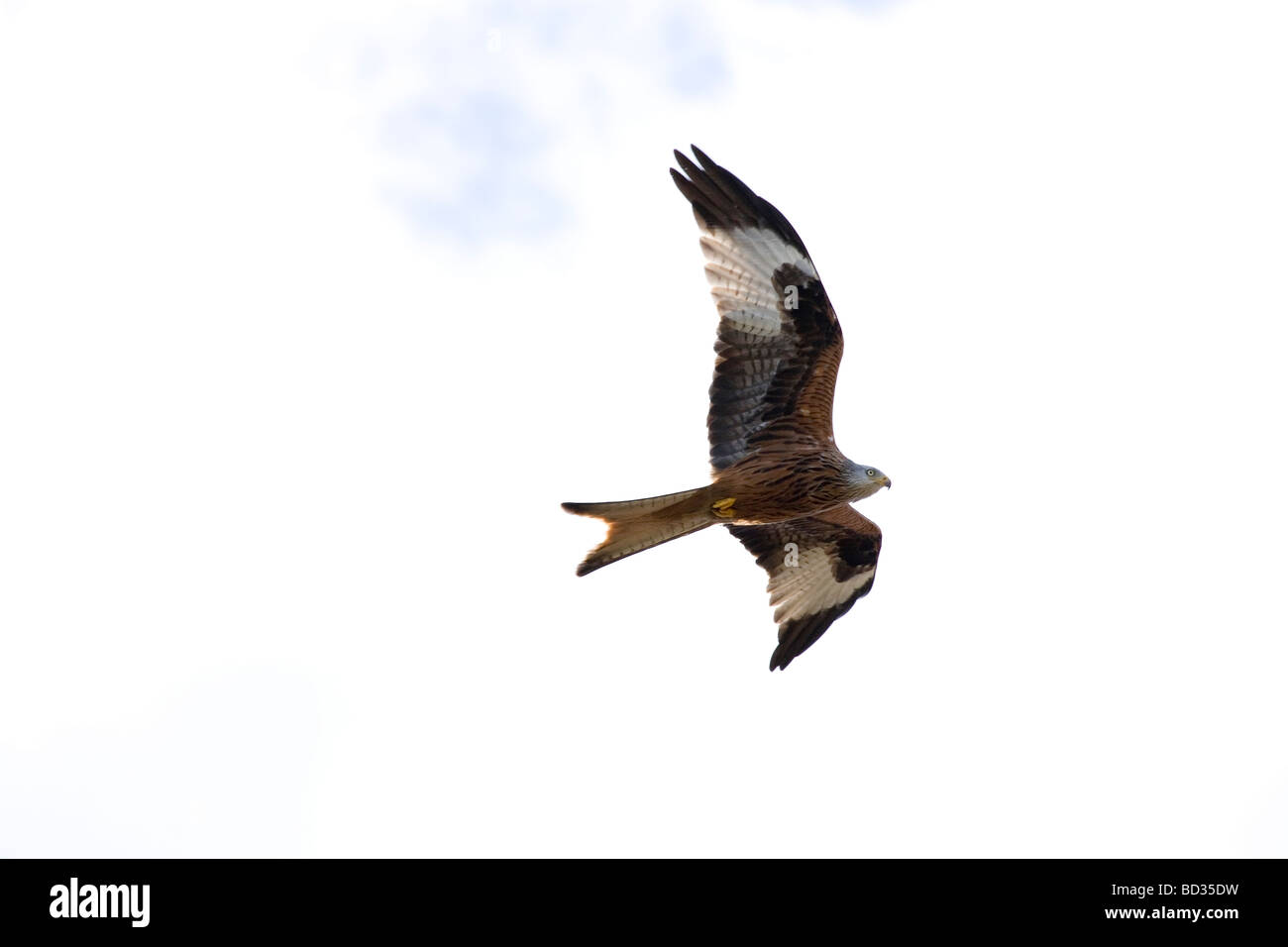 Harewood house leeds Cut Out Stock Images & Pictures - Alamy