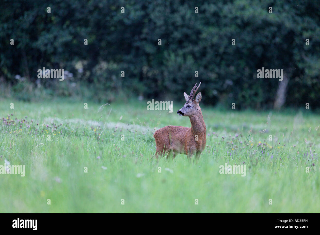Meadow wildlife hi-res stock photography and images - Alamy