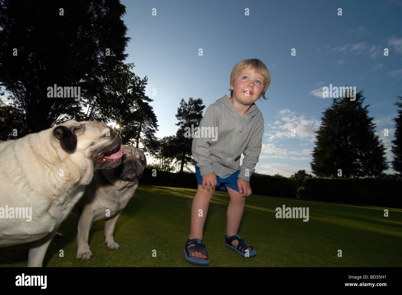 Boy plays with dogs hi-res stock photography and images - Alamy