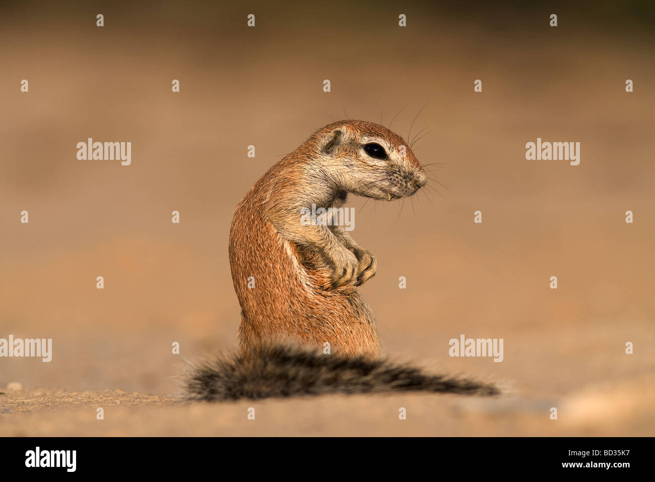 Scratch ground hi-res stock photography and images - Alamy