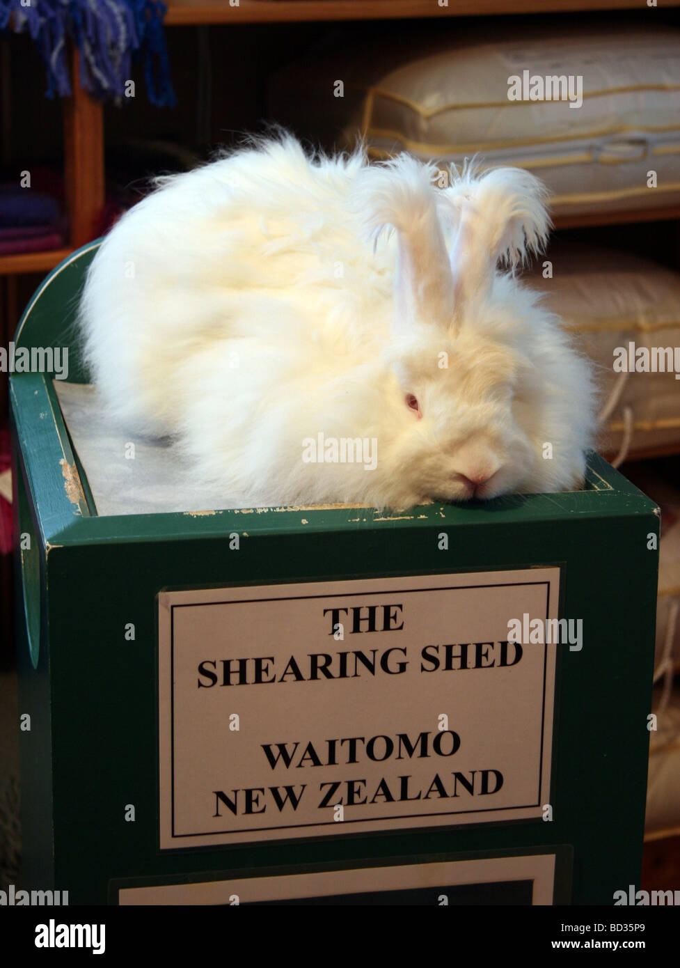 Angora Rabbit shearing in Waitomo, New Zealand Stock Photo - Alamy
