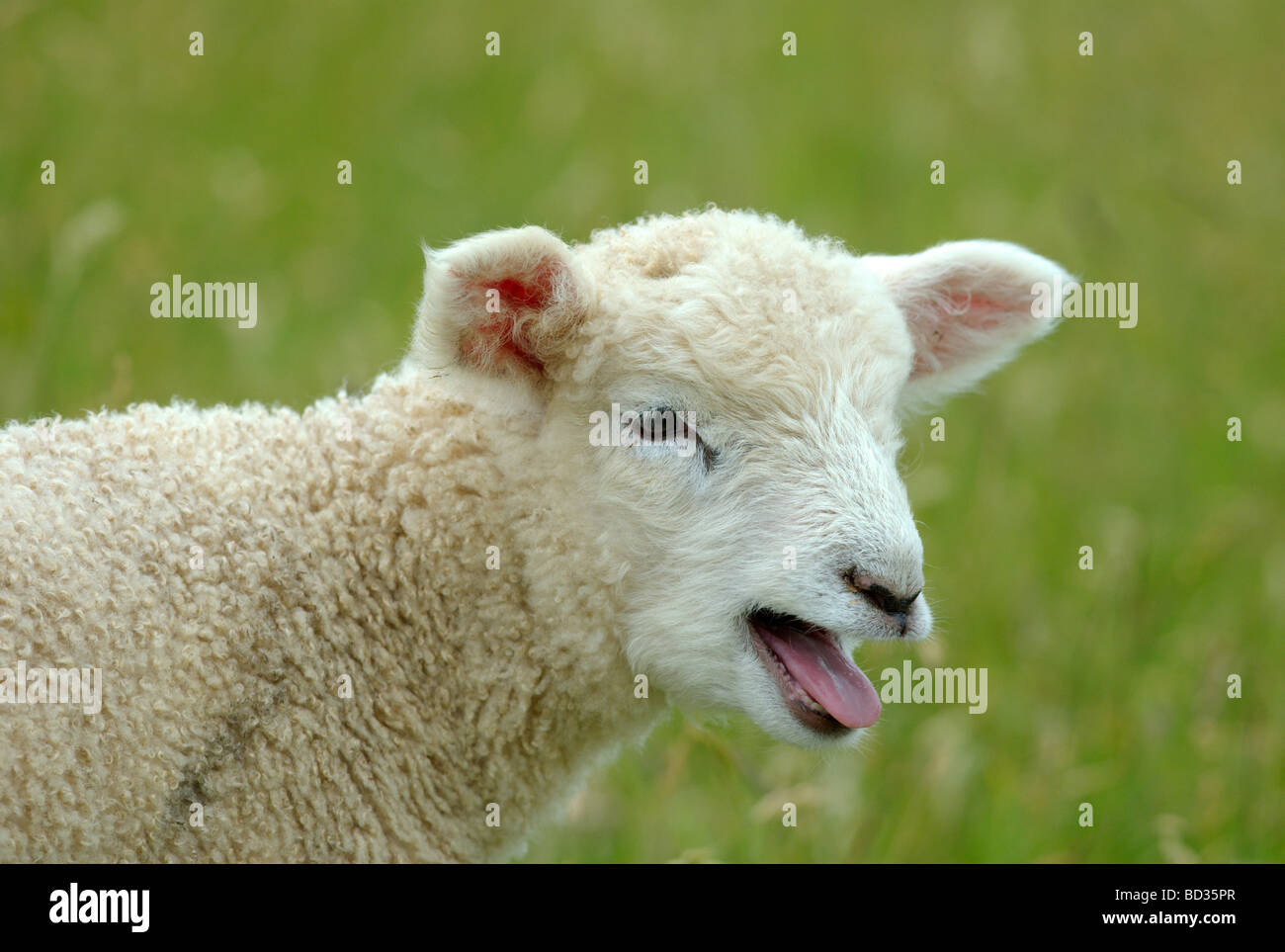 English Lamb (Ovis aries) Head view Stock Photo - Alamy