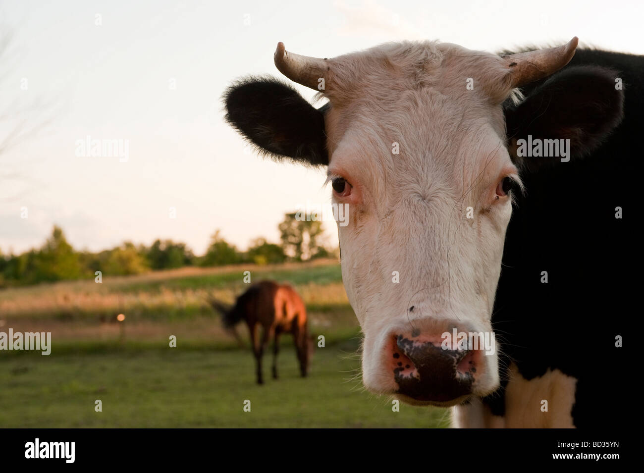 TIGHT SHOT OF HEIFERS HEAD Stock Photo - Alamy