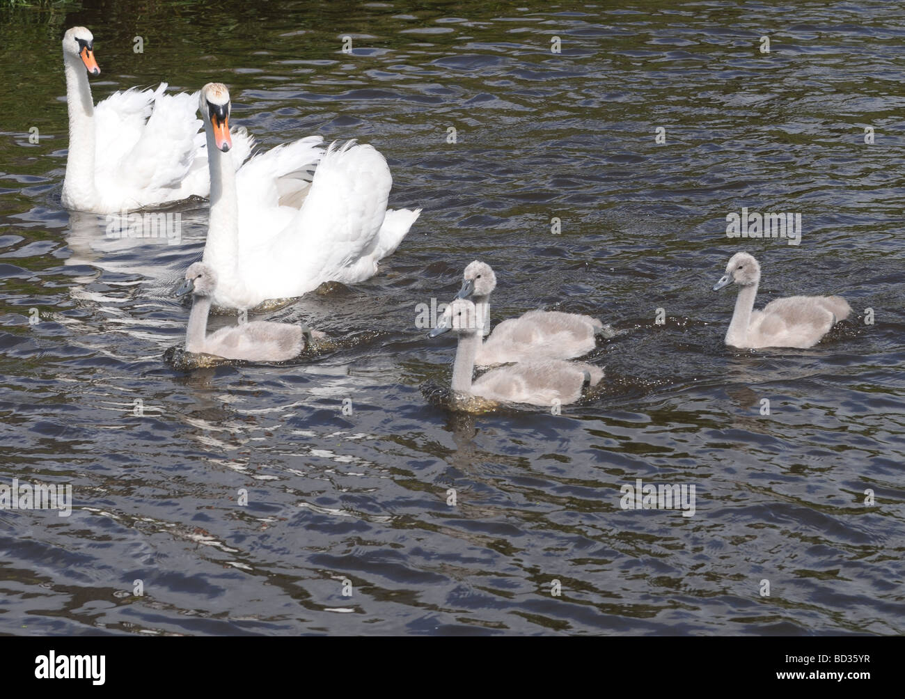 A pair of Swans and their cygnets Stock Photo - Alamy