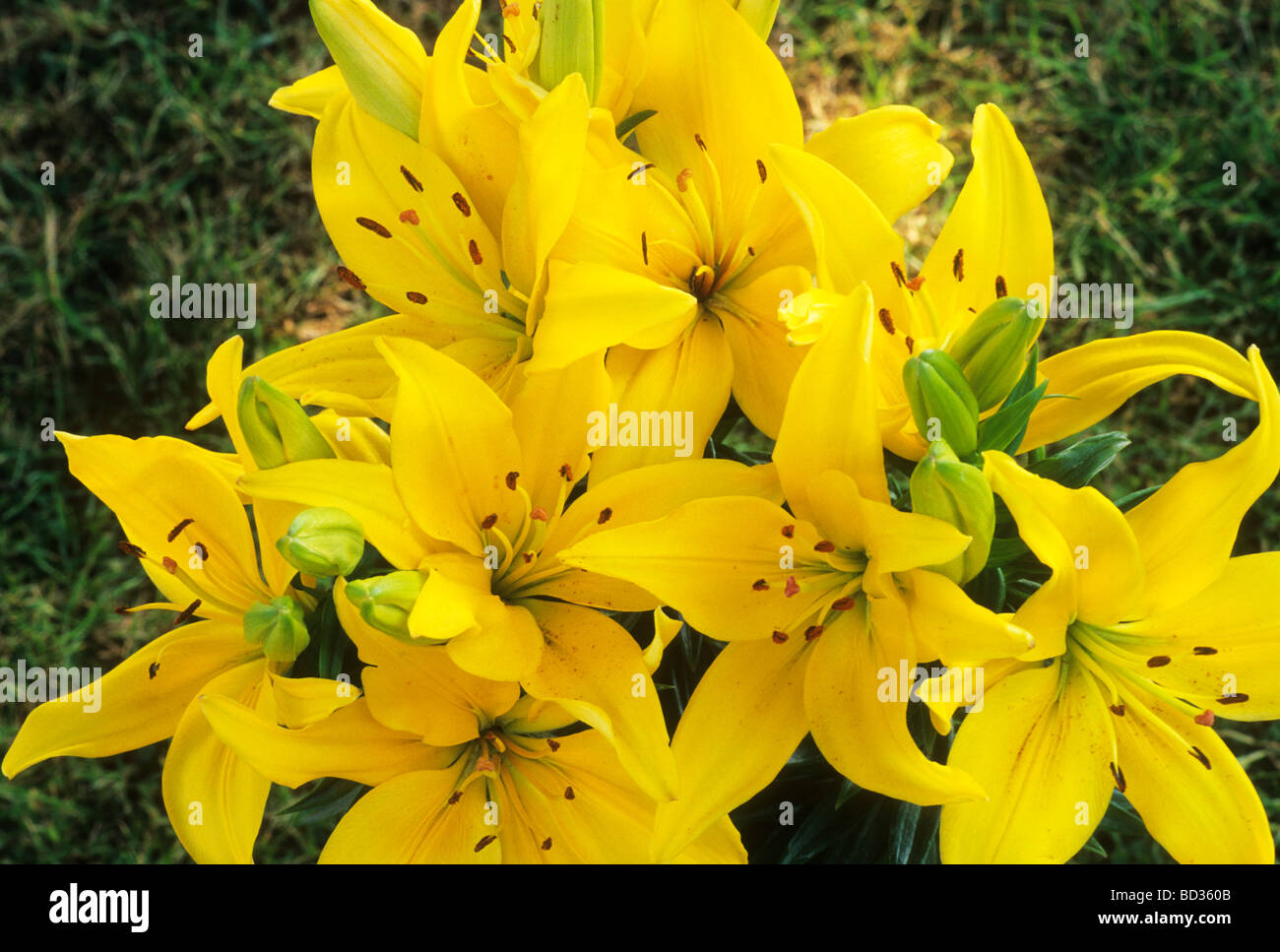 Lilium 'Lemon Pixie' dwarf oriental lily yellow flower garden plant ...