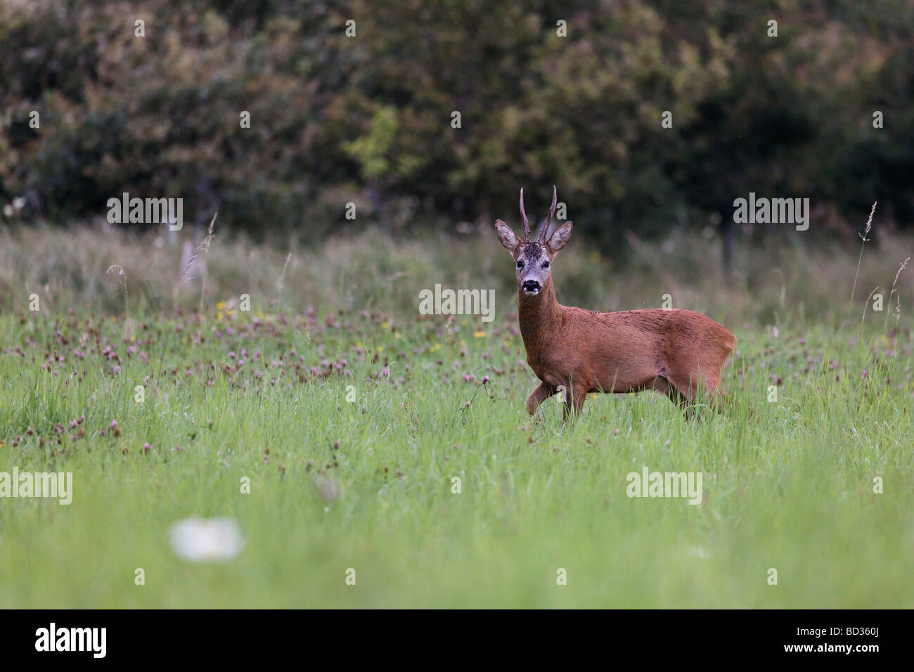 Roe deer in a meadow Stock Photo - Alamy