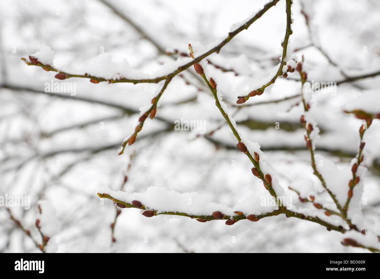 Detail of tree buds in spring covered in snow Stock Photo - Alamy
