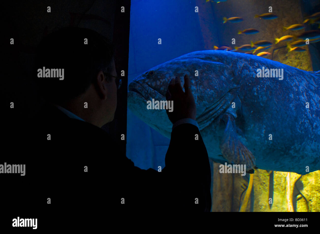 Man looking at fish in aquarium United Arab Emirates Dubai Stock Photo ...