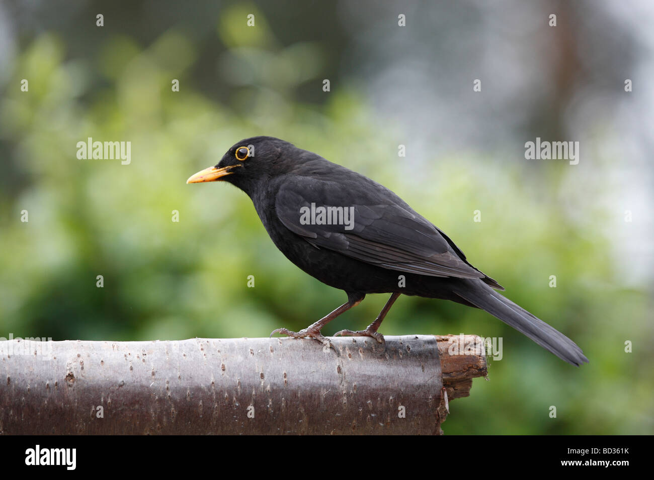 Blackbird Turdus merula on a branch Stock Photo - Alamy
