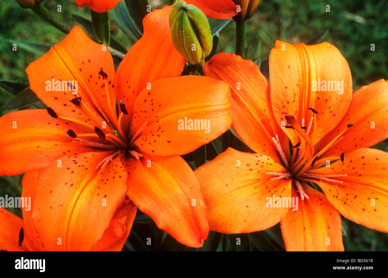 Lilium 'Orange Pixie' dwarf oriental lily flower garden plant flowers ...