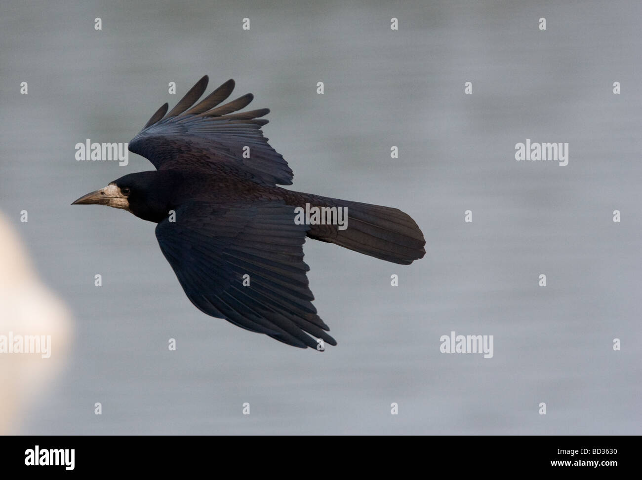 Rook bird hi-res stock photography and images - Alamy