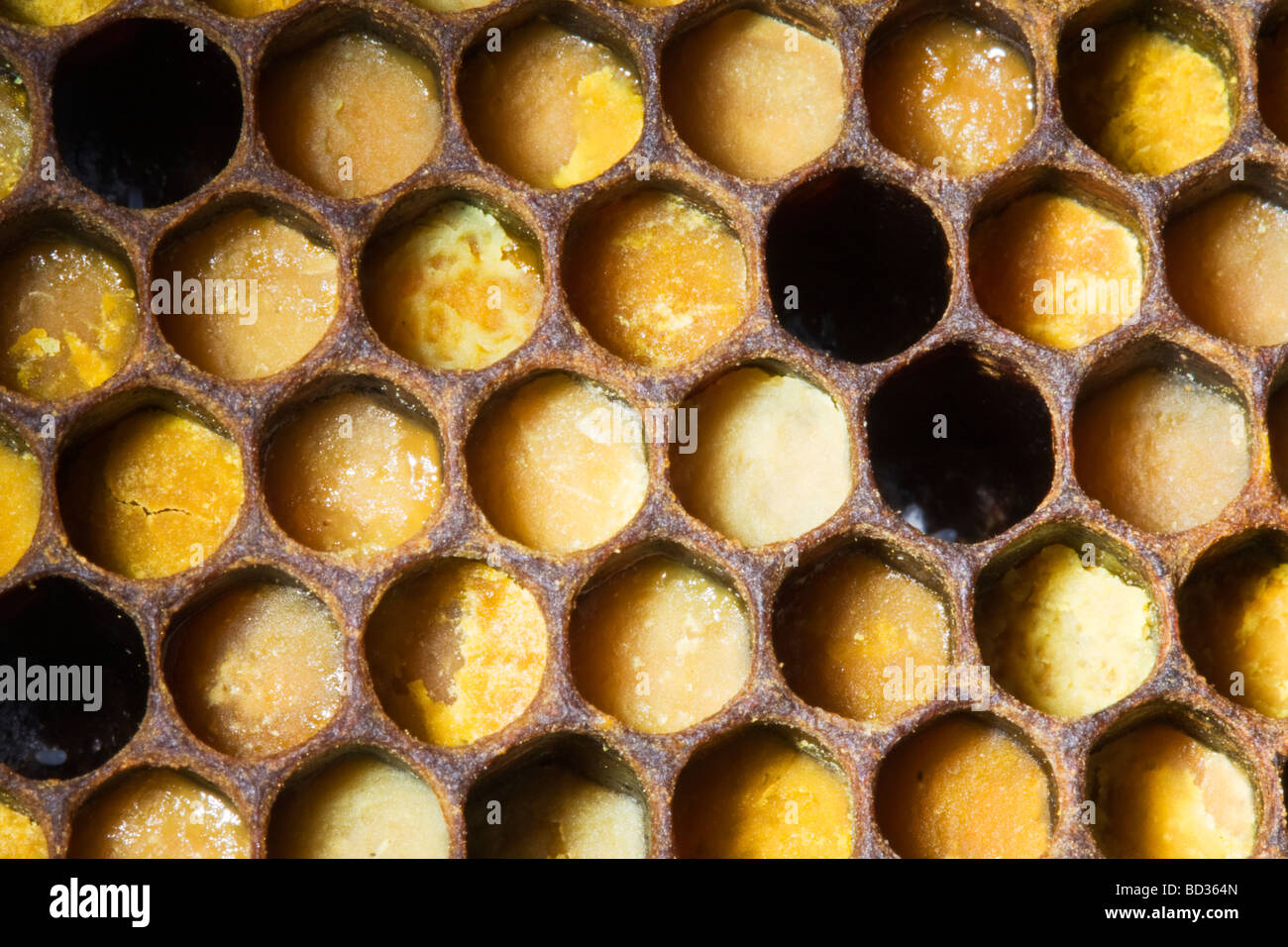 Honey cells in beehive Stock Photo - Alamy