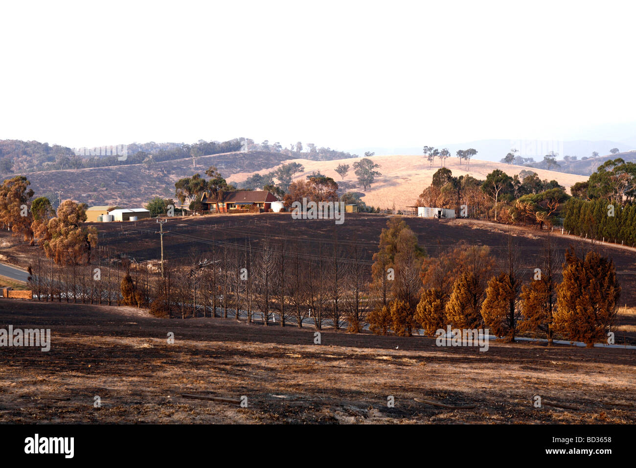 australian bush fire damage,australian bush fire aftermath,post ...