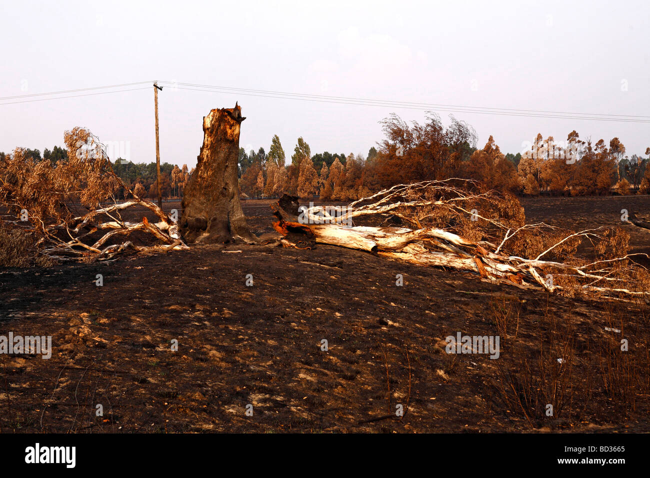 australian bush fire damage,australian bush fire aftermath,post ...