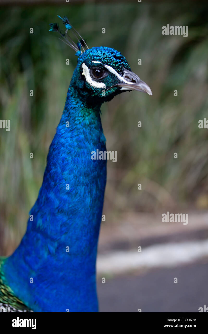 Peacock head hi-res stock photography and images - Alamy