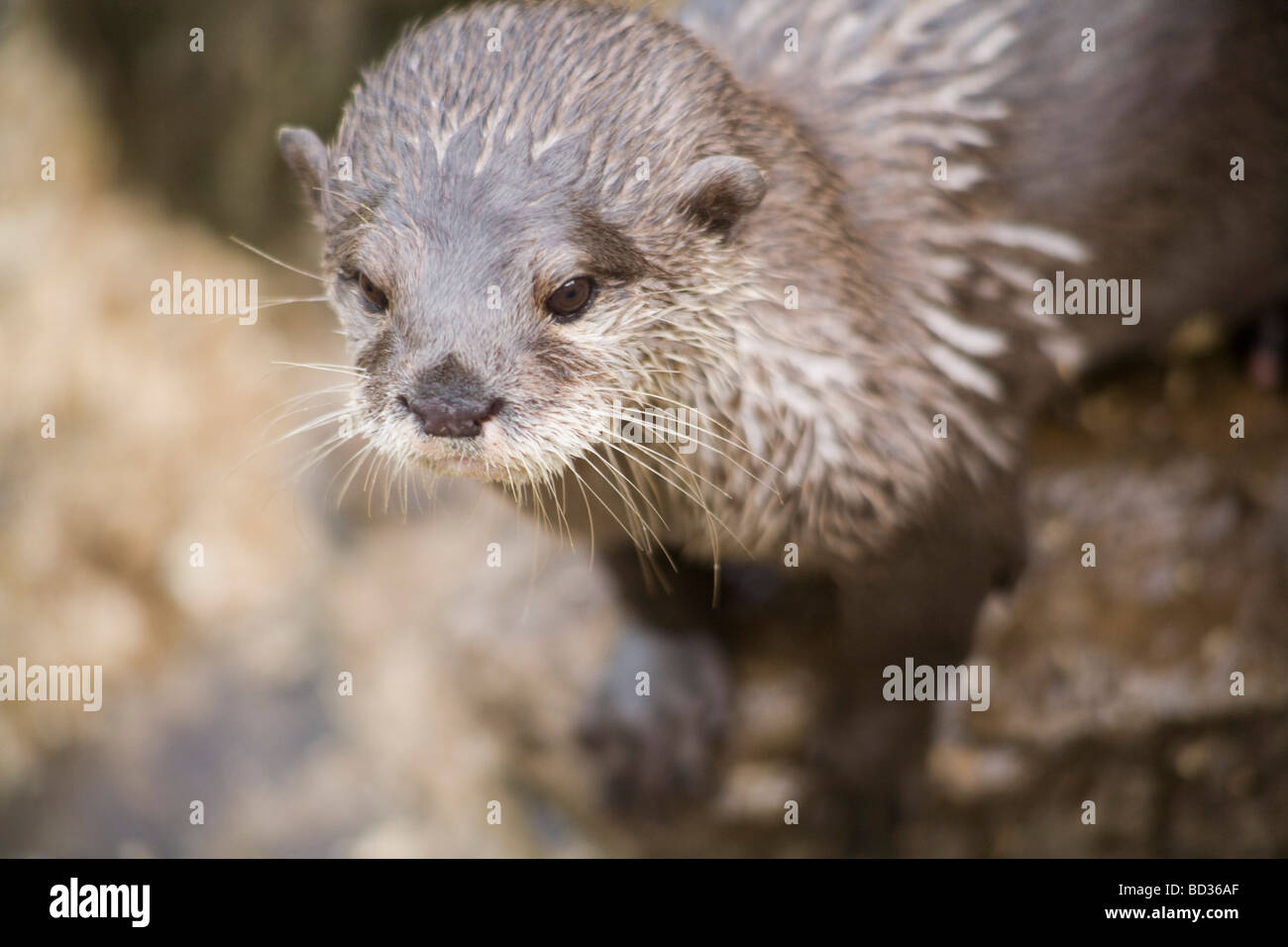 Portrait of an otter, UK Stock Photo - Alamy